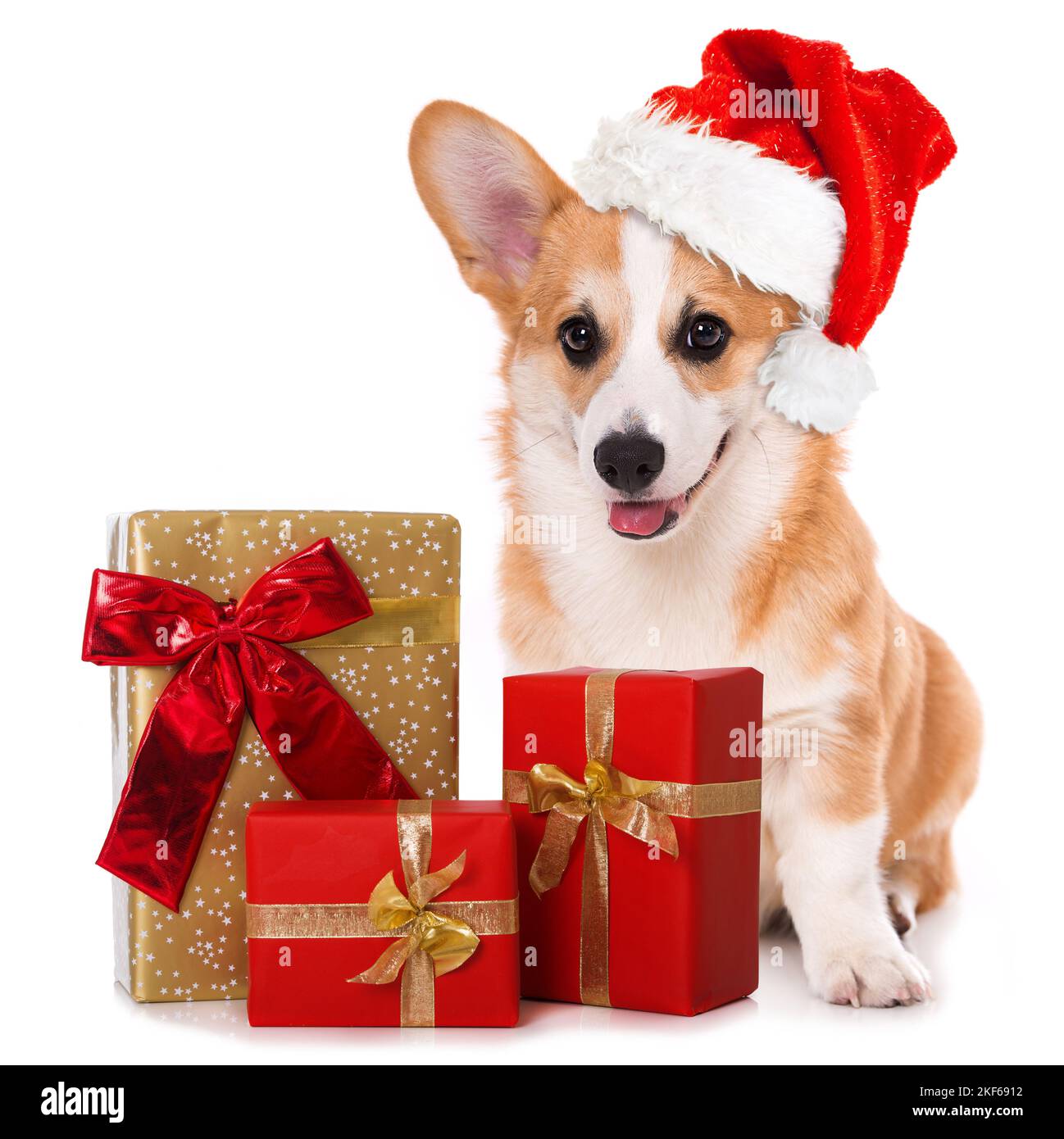 Welsh corgi dog with christmas gifts isolated on white background Stock ...