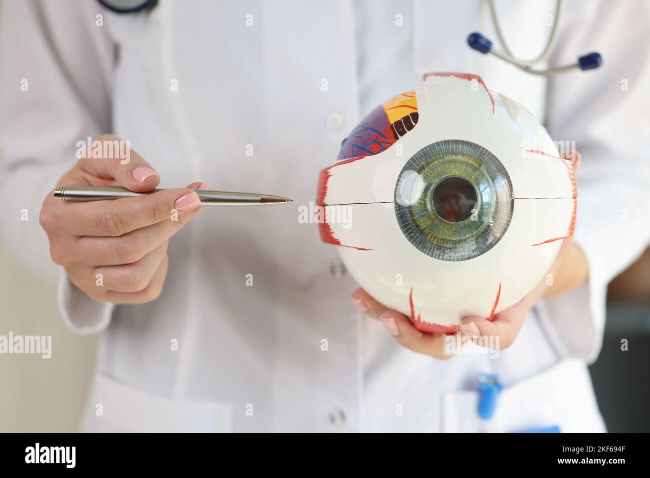 Female doctor stethoscope holds anatomical hi-res stock photography and ...
