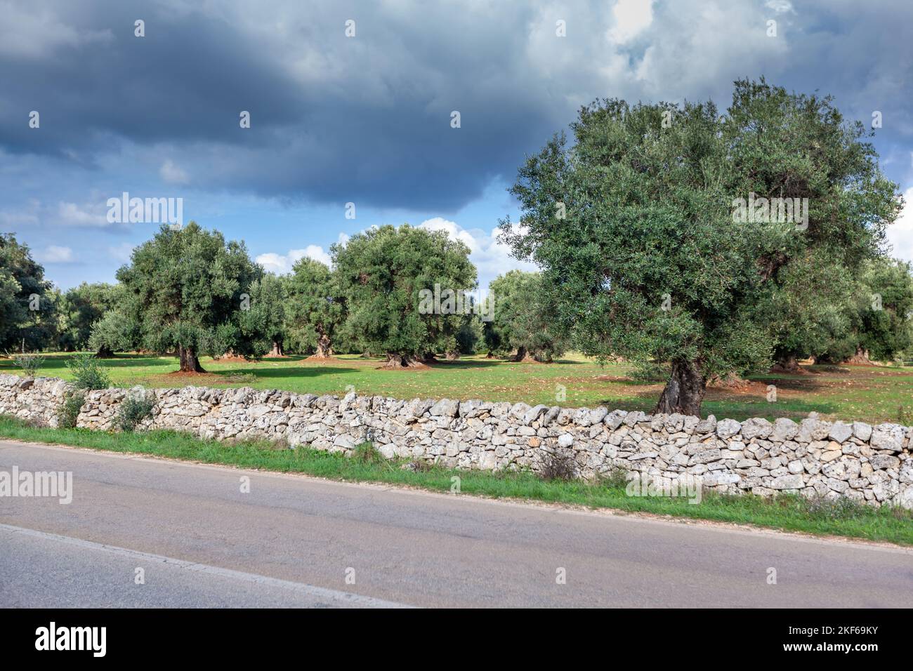 Alluring view on a grass field and a beautiful olive trees in Apulia ...