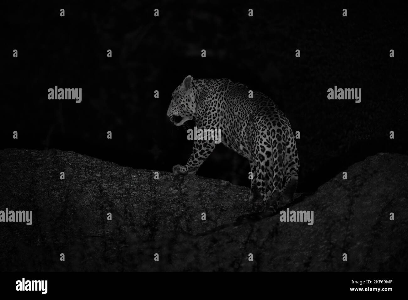 A grayscale of a leopard sitting on the rock, shot from back Stock ...