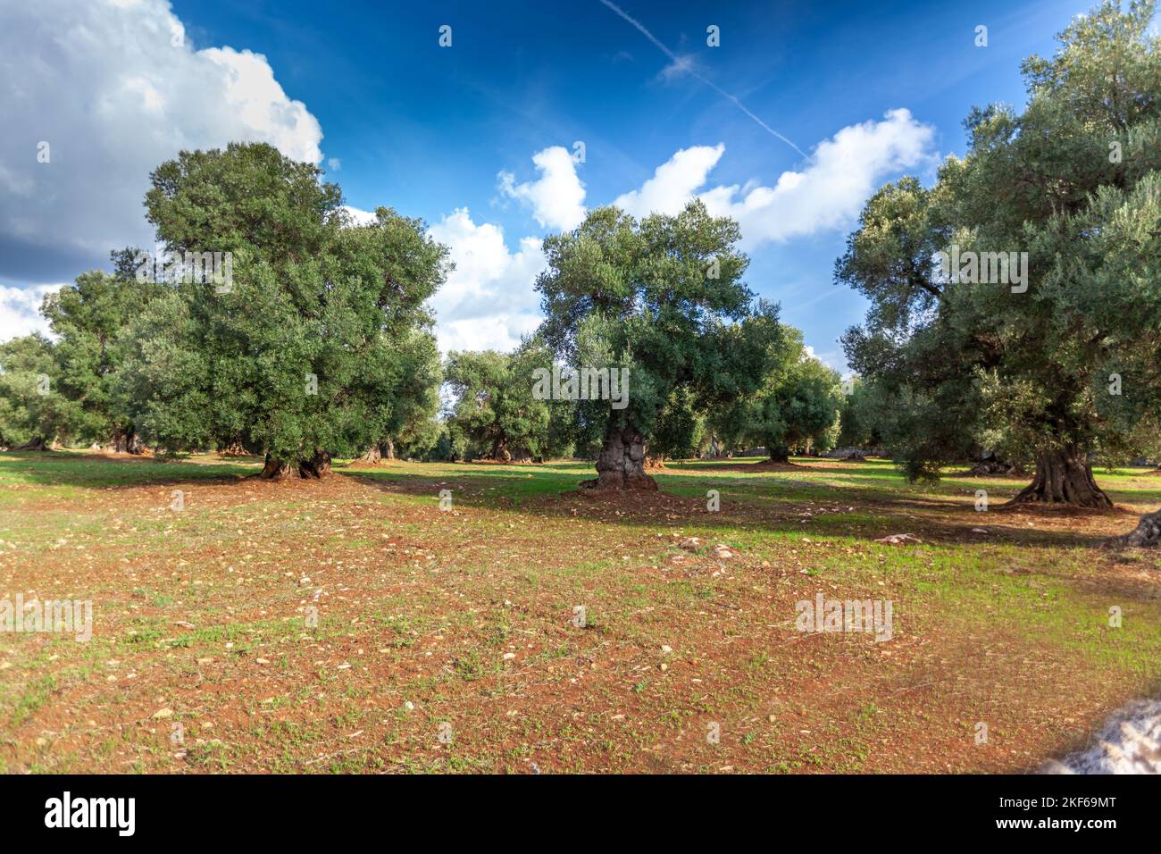 Olive tree label hi-res stock photography and images - Alamy