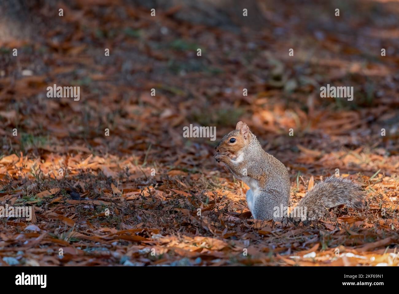A close-up shot of a small cute Eastern gray squirrel gnawing a nut ...