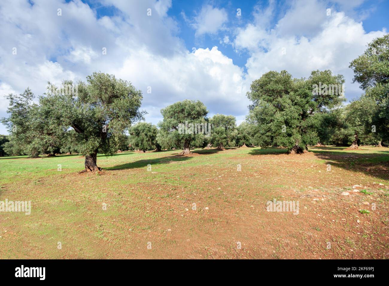 Olive tree label hi-res stock photography and images - Alamy