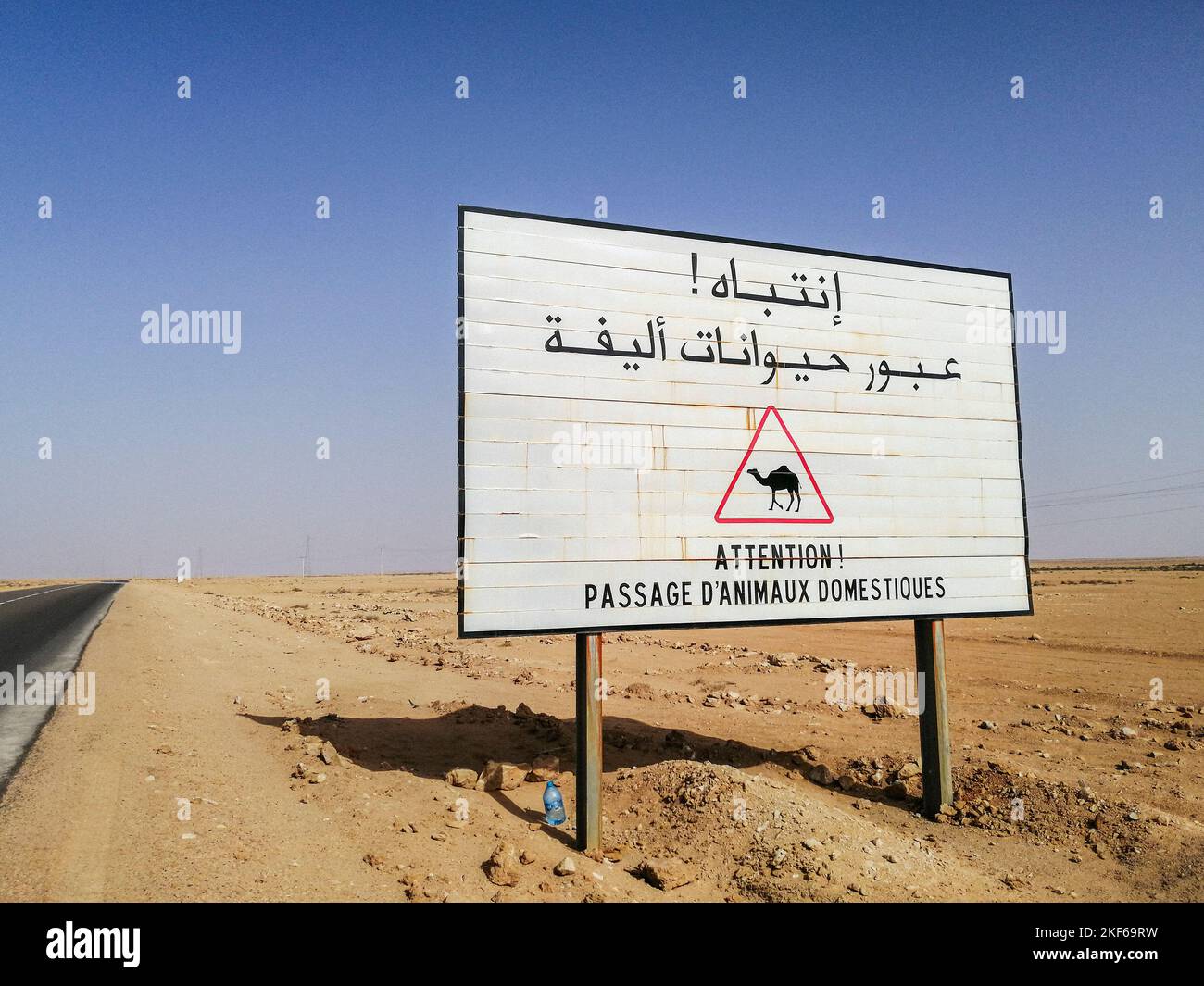 Morocco, Western Sahara, surroundings of Dakhla, beware camels Stock ...