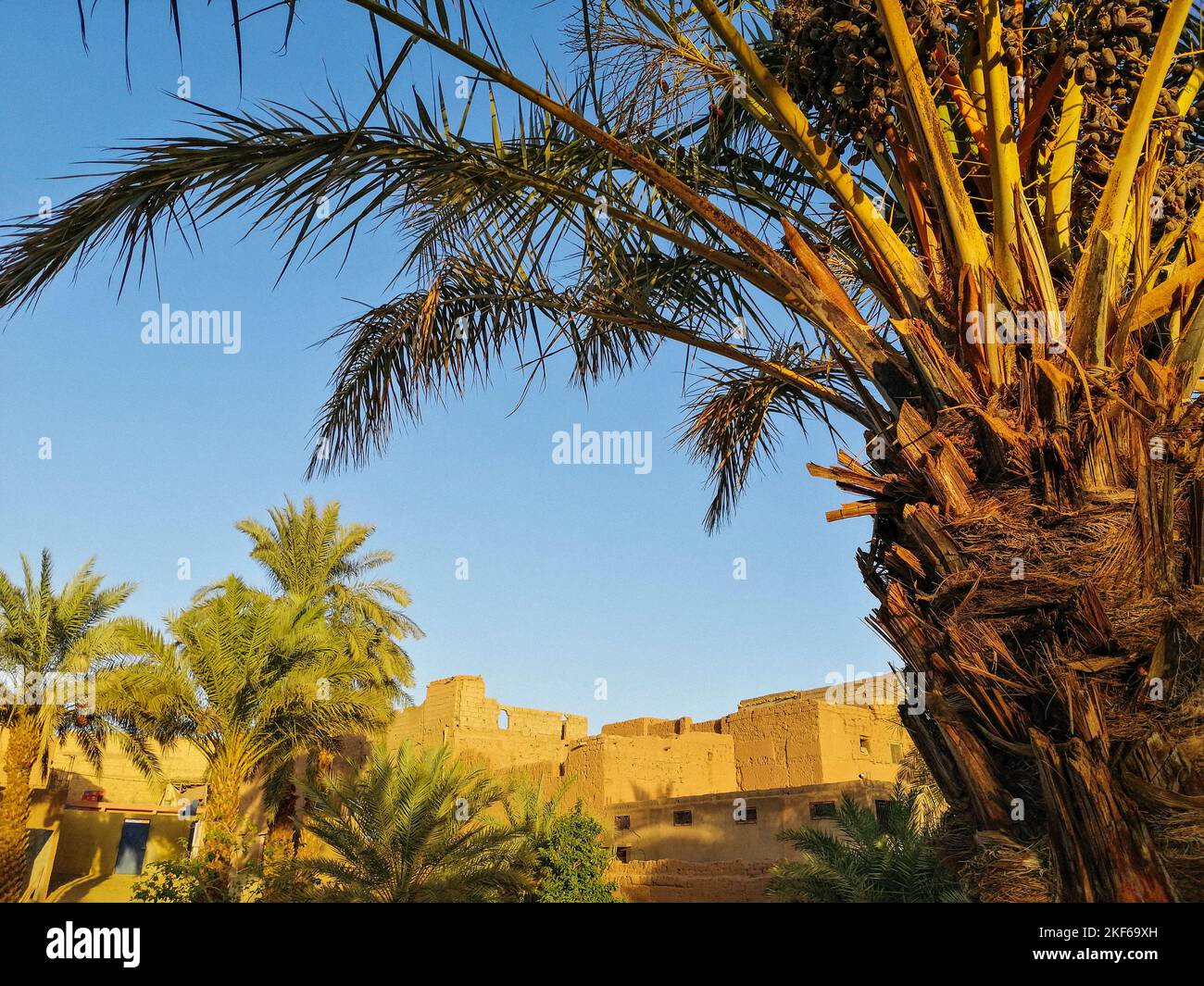 Morocco, Zagora, oasis Stock Photo - Alamy