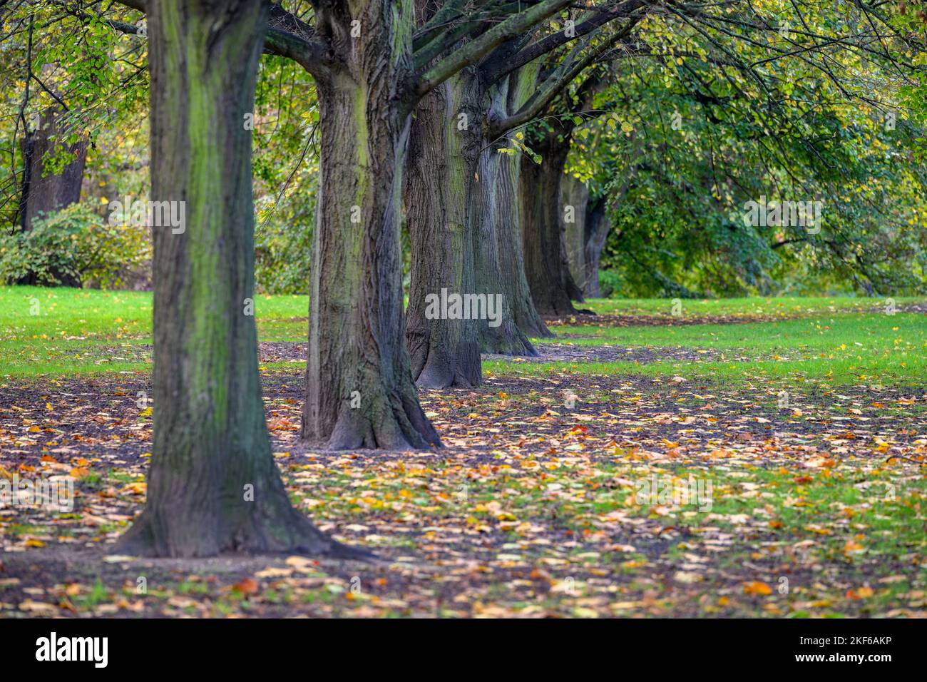 Row of trees in Hyde Park, London Stock Photo - Alamy