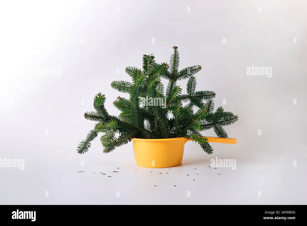 Branches of a Christmas tree in a yellow dipper on a white background ...