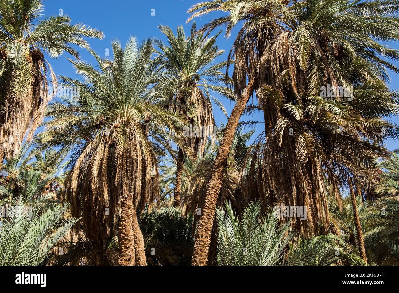Morocco, Akka, oasis Stock Photo - Alamy