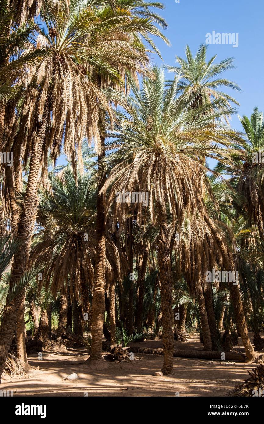 Morocco, Akka, oasis Stock Photo - Alamy