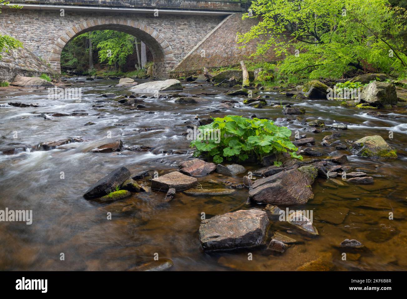 Divoka Orlice river in Zemska brana nature reserve, Orlicke mountains ...