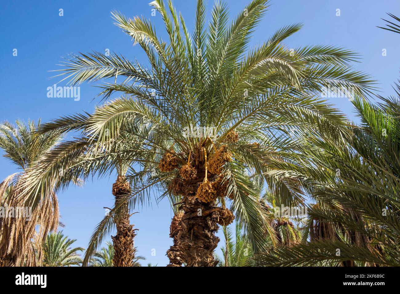 Morocco, Akka, oasis Stock Photo - Alamy