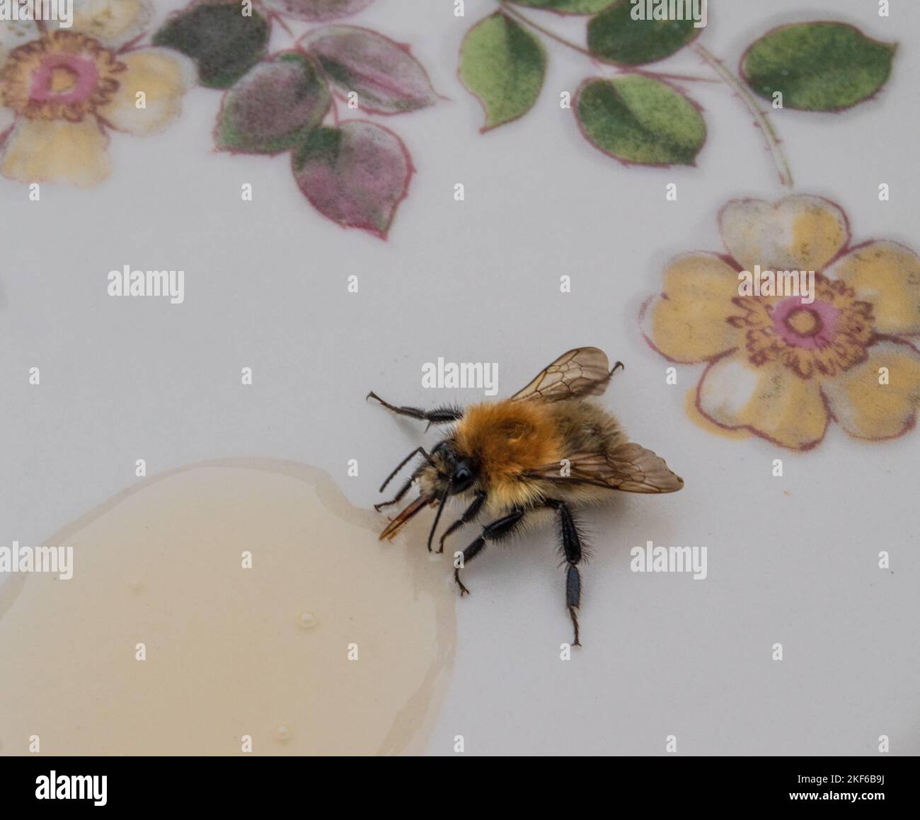 Flying insects and water hi-res stock photography and images - Alamy