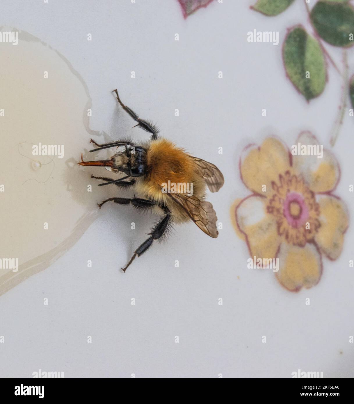 Sugar water for bees hi-res stock photography and images - Alamy