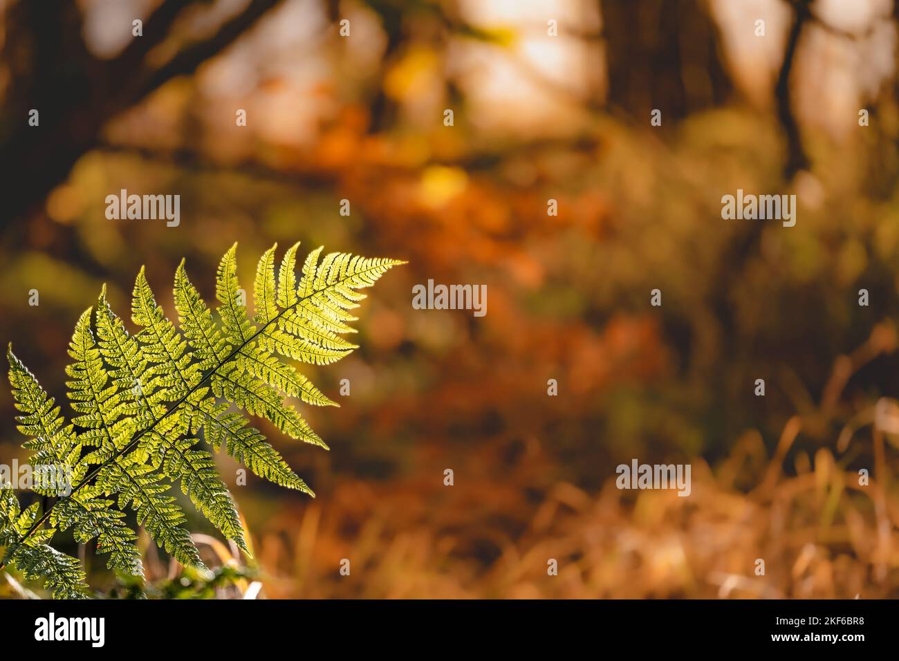 A selective focus shot of a green fern plant branch in an autumn forest ...