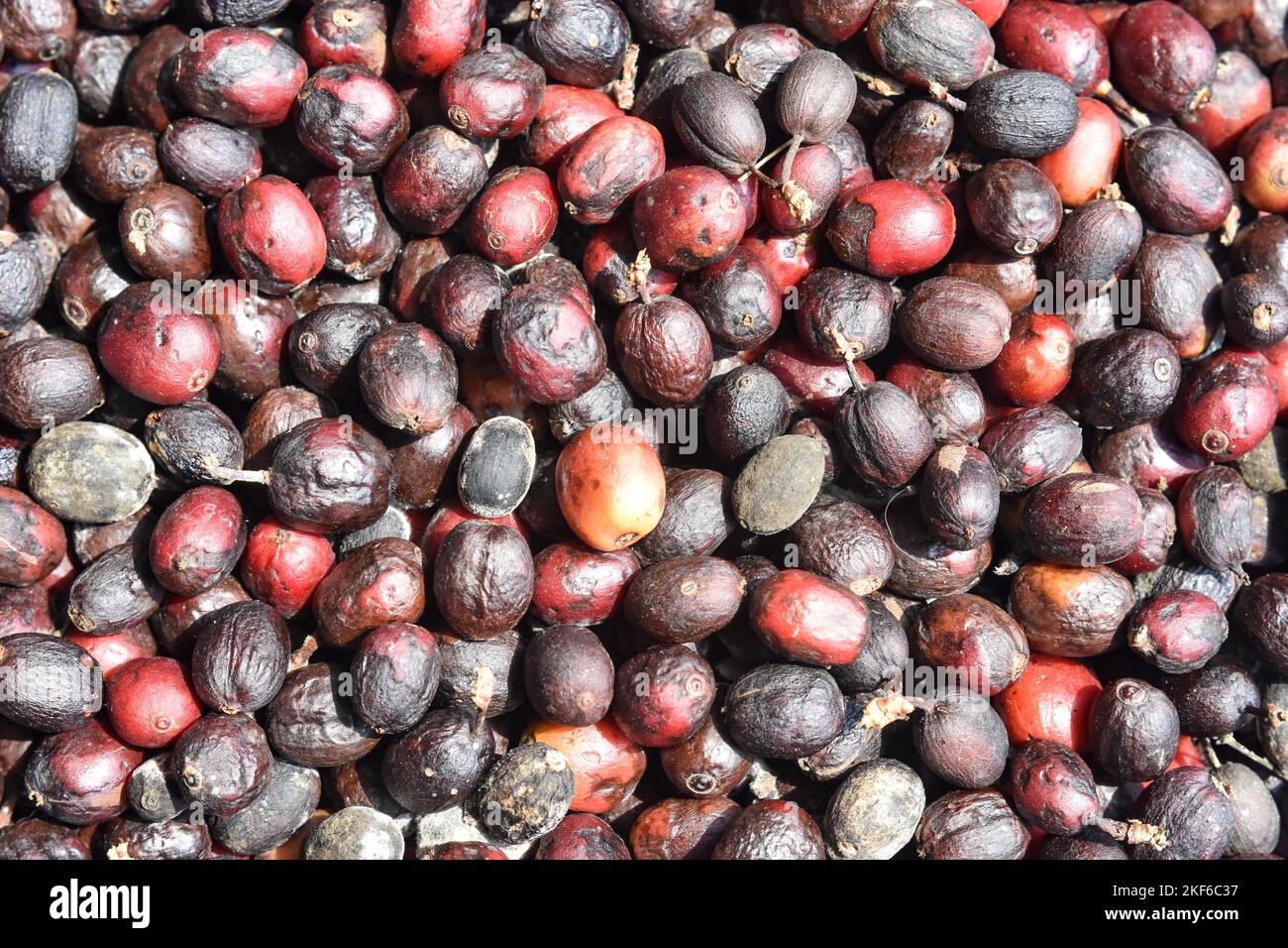 Close up of fresh & dried red raw coffee beans Stock Photo - Alamy