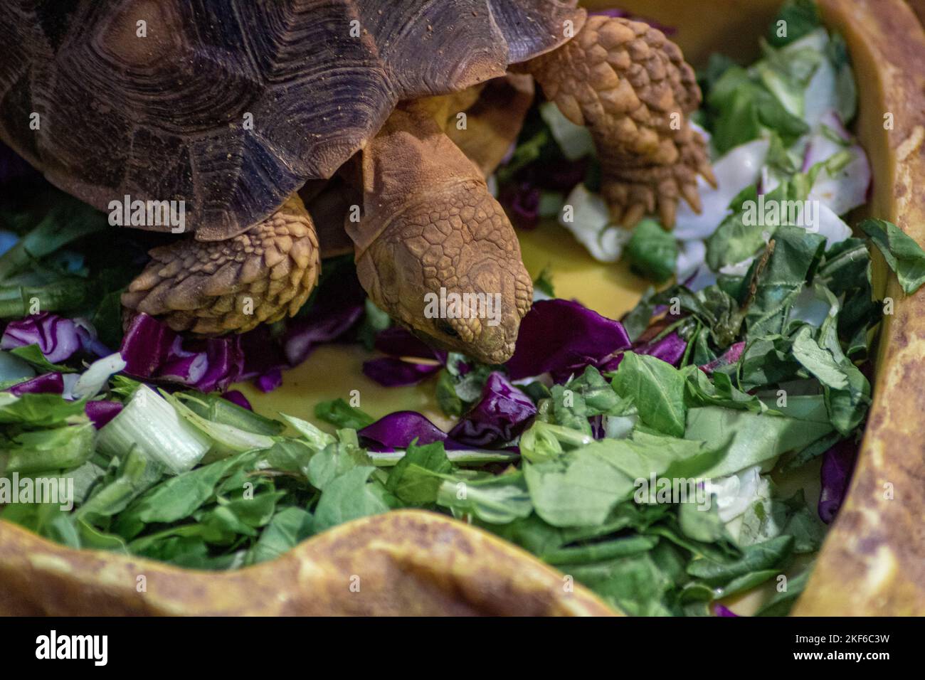 The high-angle view of an African spurred tortoise eating greens from a ...