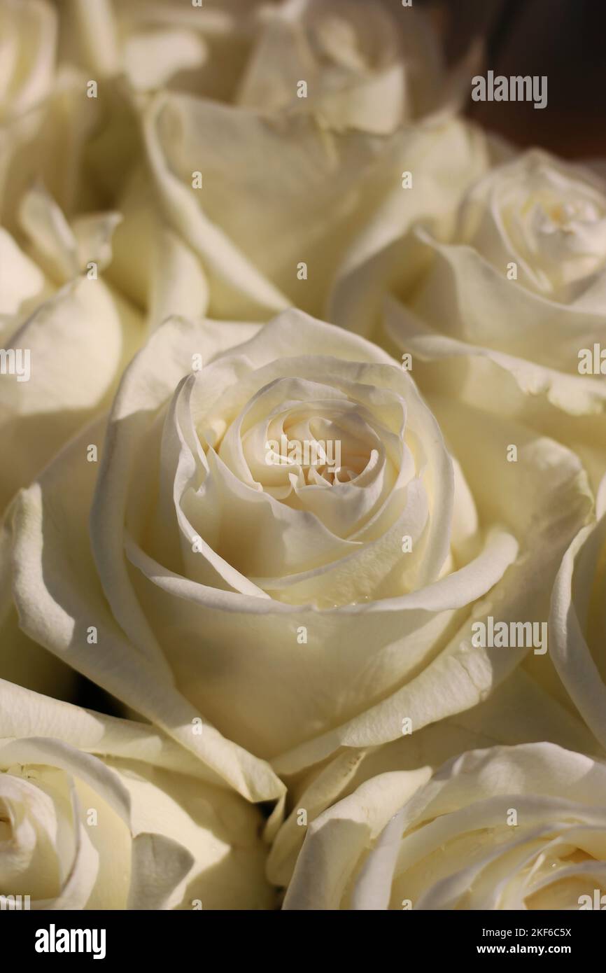 Beautiful bouquet of fresh roses and flowers in full bloom Stock Photo ...