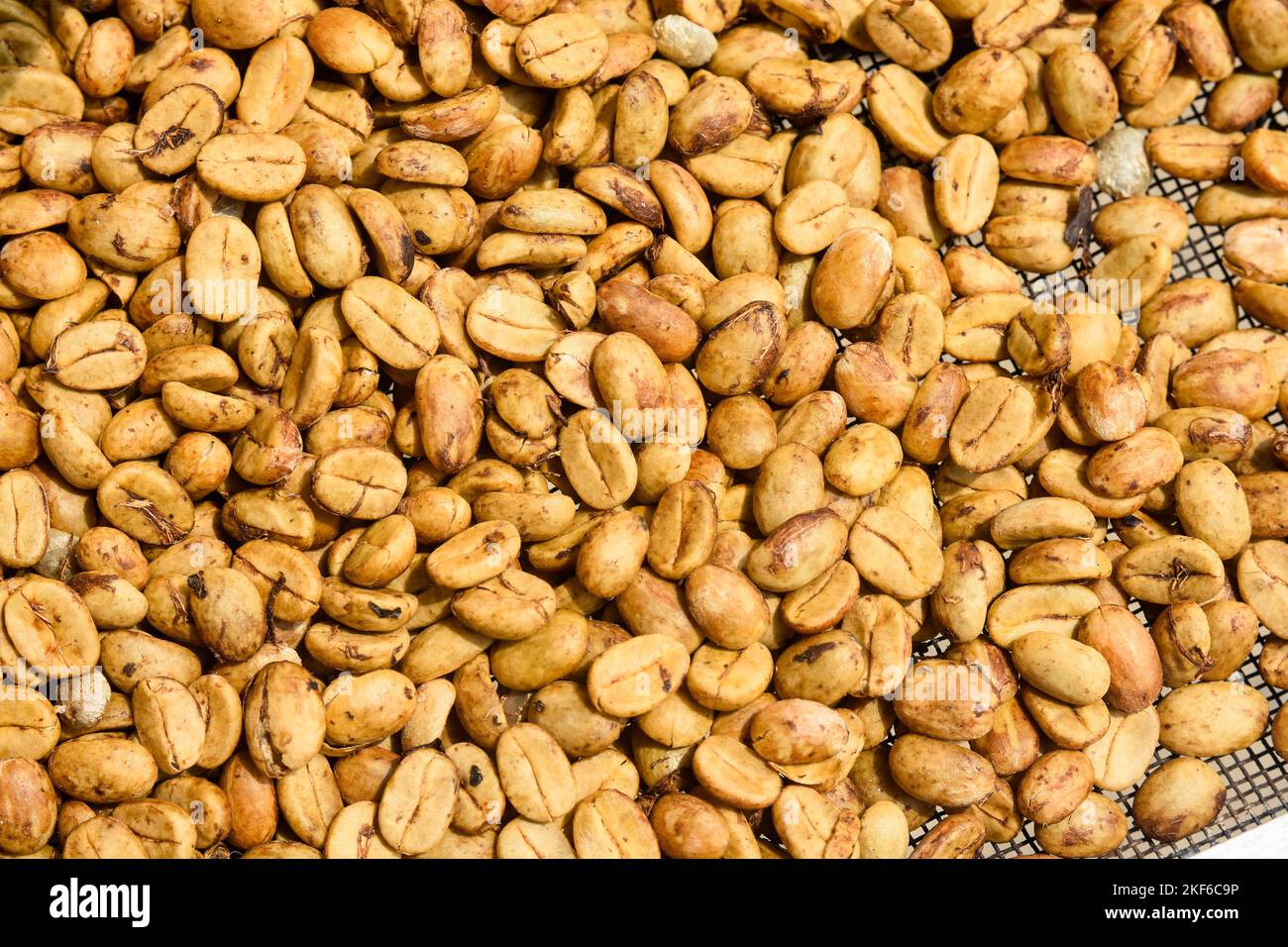 Arabica And Robusta Raw Coffee Beans in Kalimpong Stock Photo - Alamy