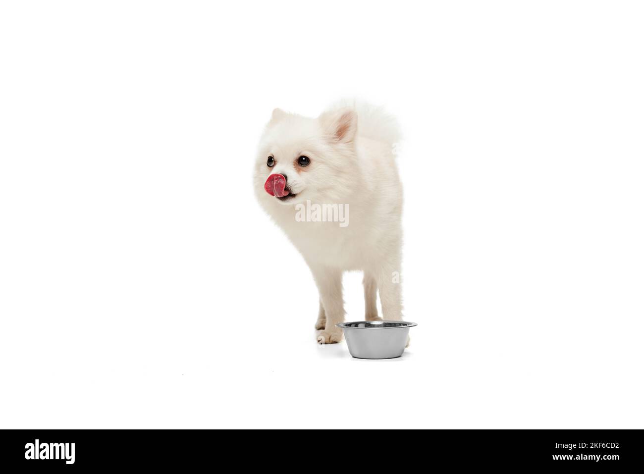 Portrait of cute white Pomeranian spitz posing, licking after eating ...