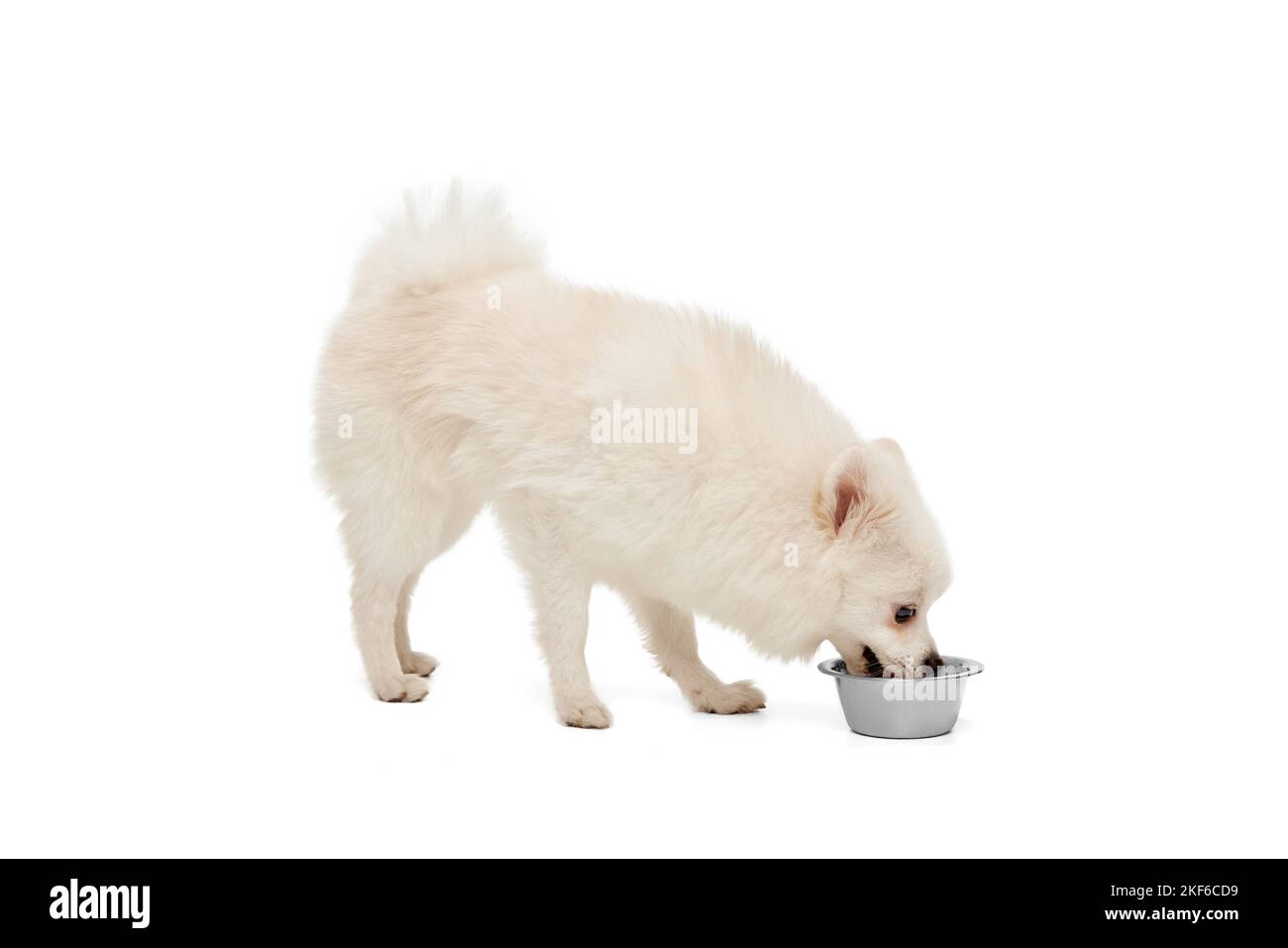Portrait of cute white Pomeranian spitz posing, eating isolated over ...