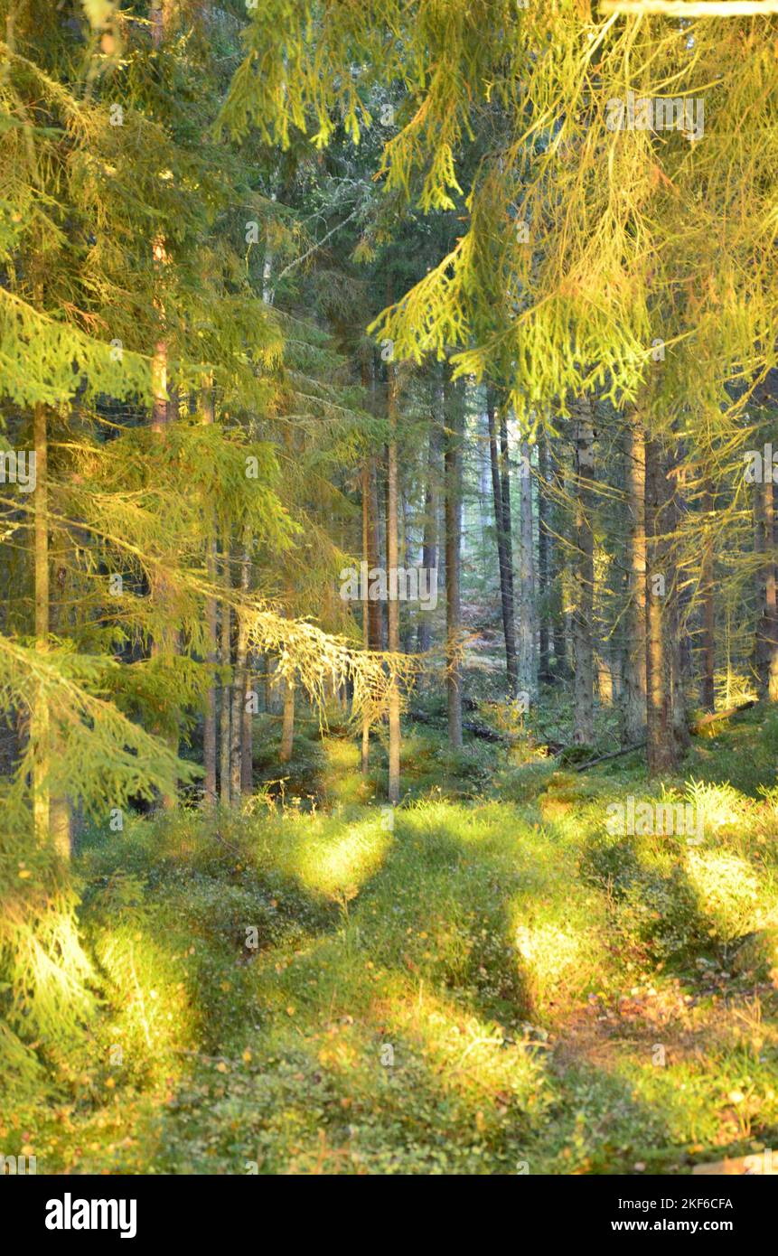A vertical shot of a dense spring forest under the rays of the sun ...