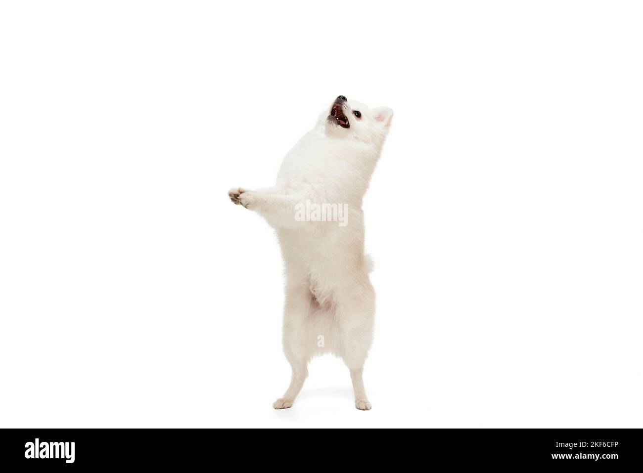 Portrait of cute white Pomeranian spitz posing, standing on hind legs ...