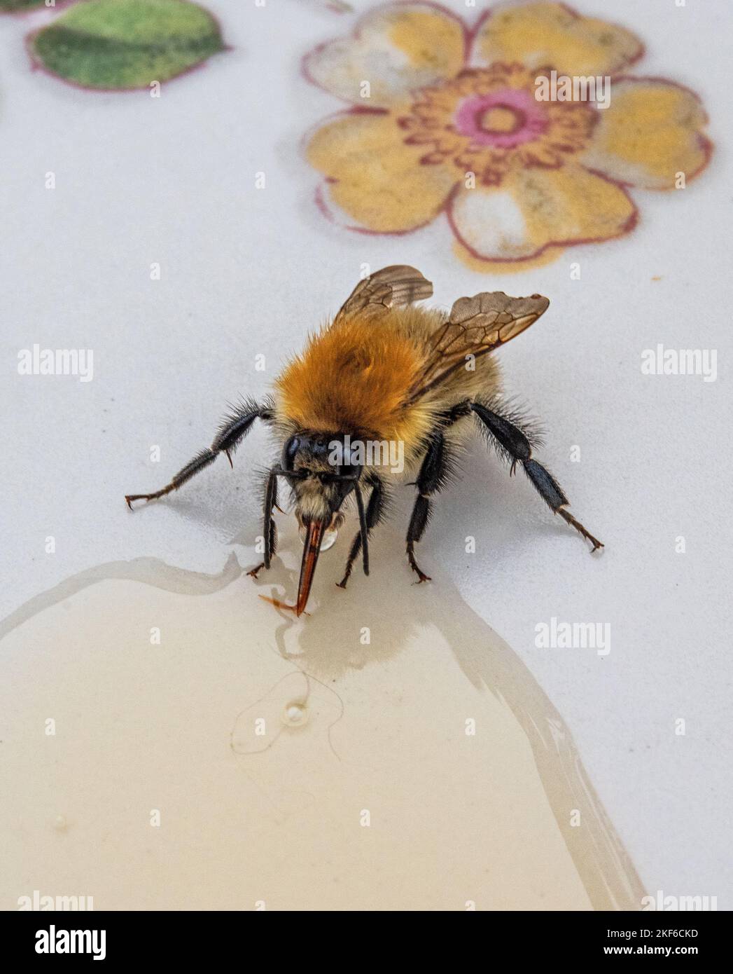 Bee sugar water hi-res stock photography and images - Alamy