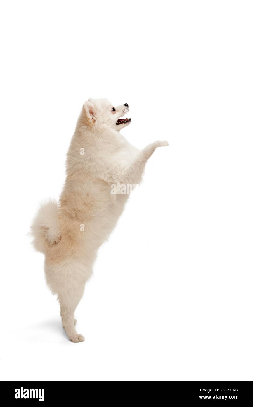 Portrait of cute white Pomeranian spitz posing, standing on hind legs ...