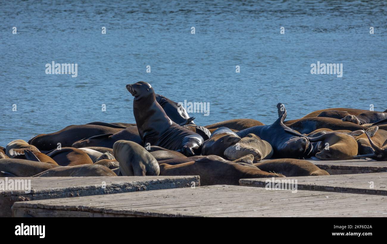 The famous sea lions on San Francisco's wooden floating docks at pier ...