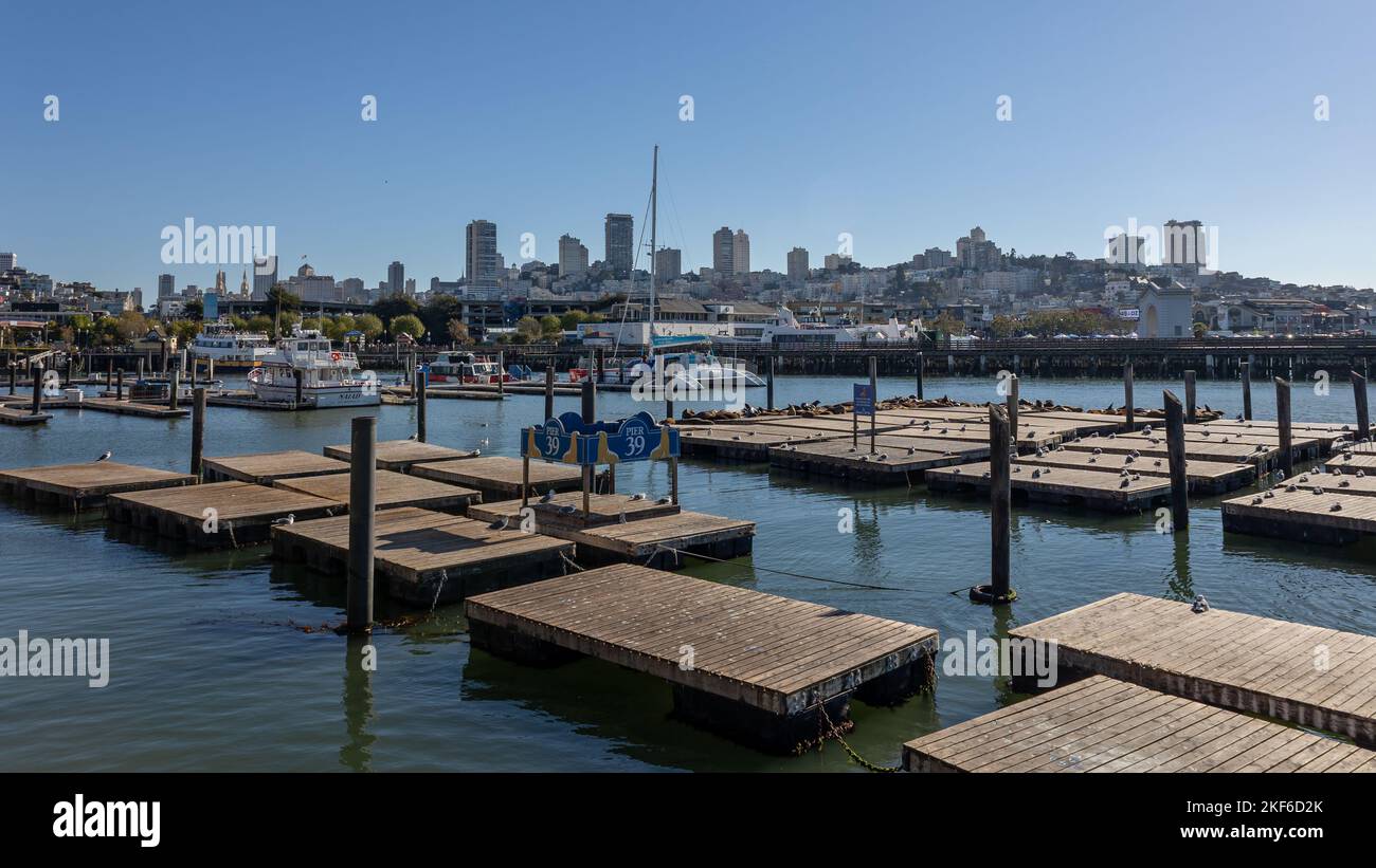 San Francisco, California, USA, 09-22-2022:The famous sea lions on San ...