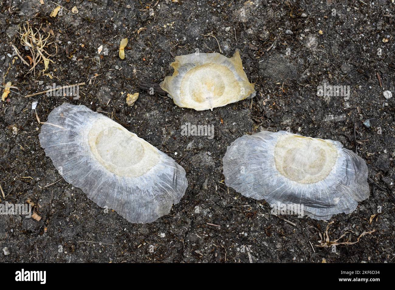 Oroxylum indicum is a well-known medicinal tree in Asia Stock Photo - Alamy