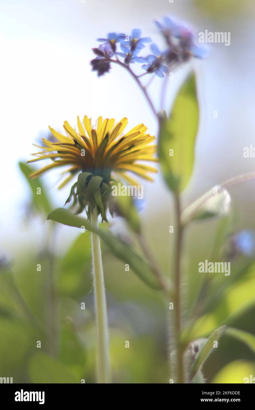 A closeup of the dandelion and forget-me-not flowers against the ...