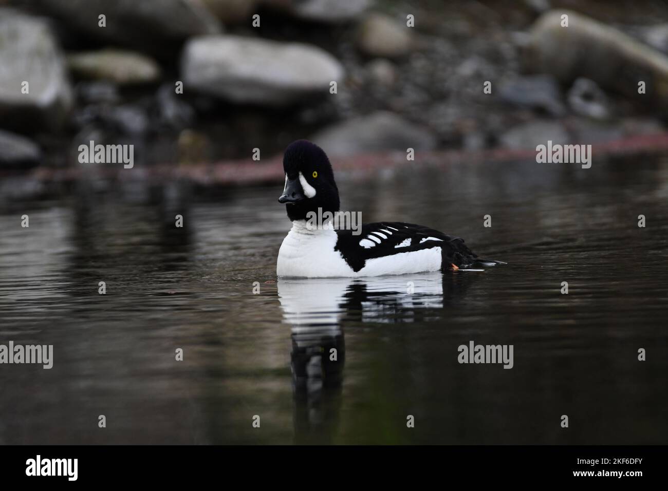 A golden eye duck swimming in the river Stock Photo - Alamy