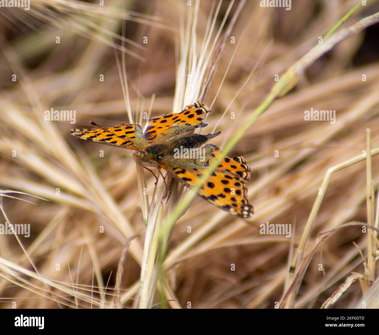 Asian comma hi-res stock photography and images - Alamy