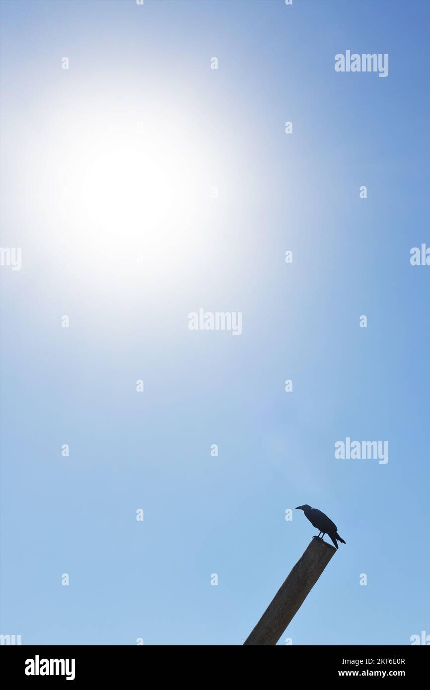 Wooden raven hi-res stock photography and images - Alamy