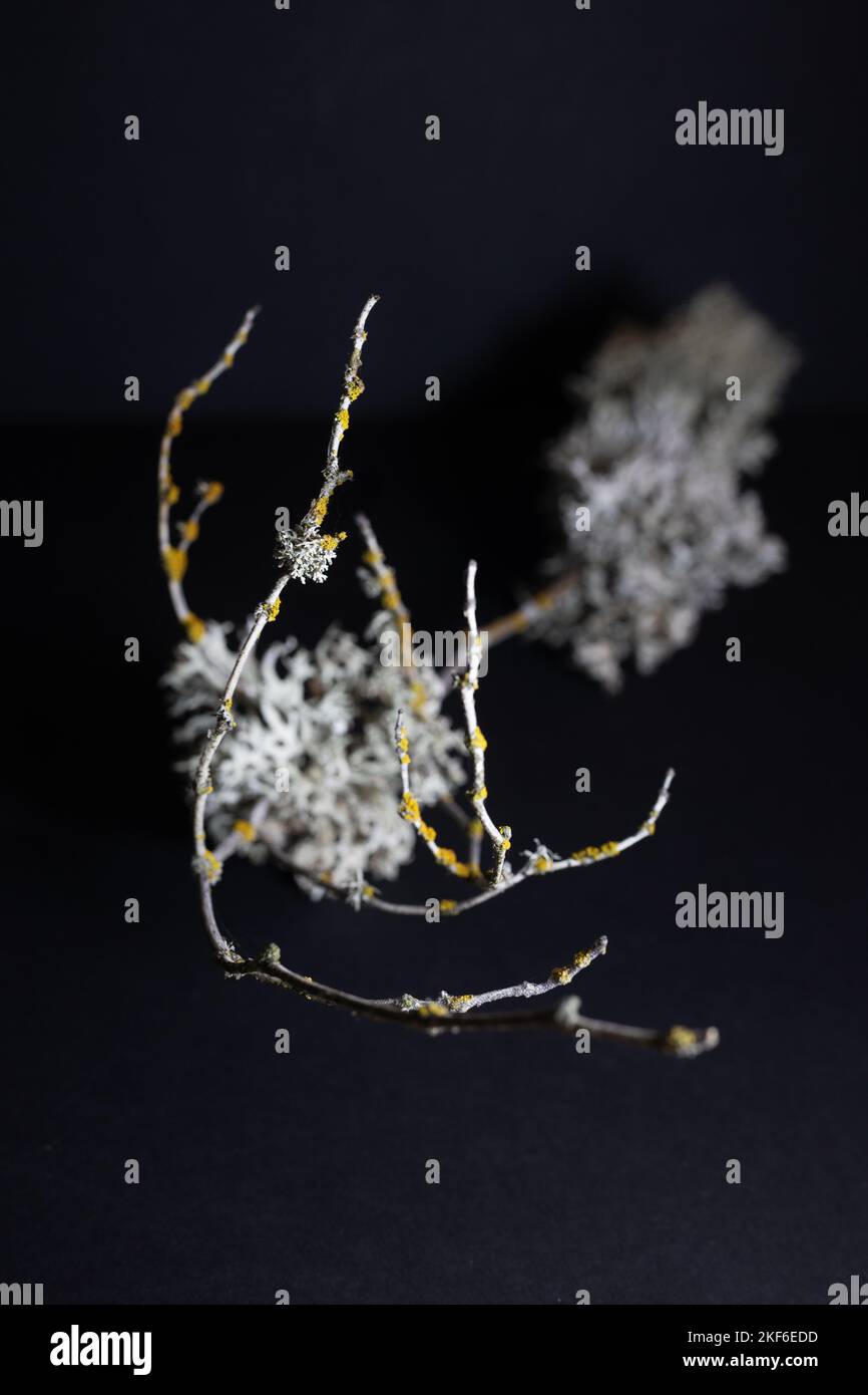 A twig covered in different types of lichen, against a black background ...