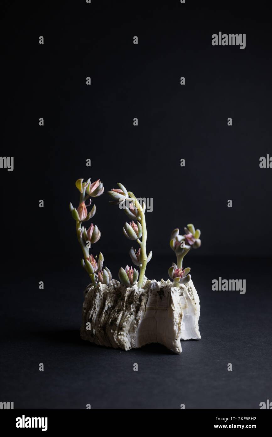 Arrangement of echeveria flowers in barnacle against a black background ...