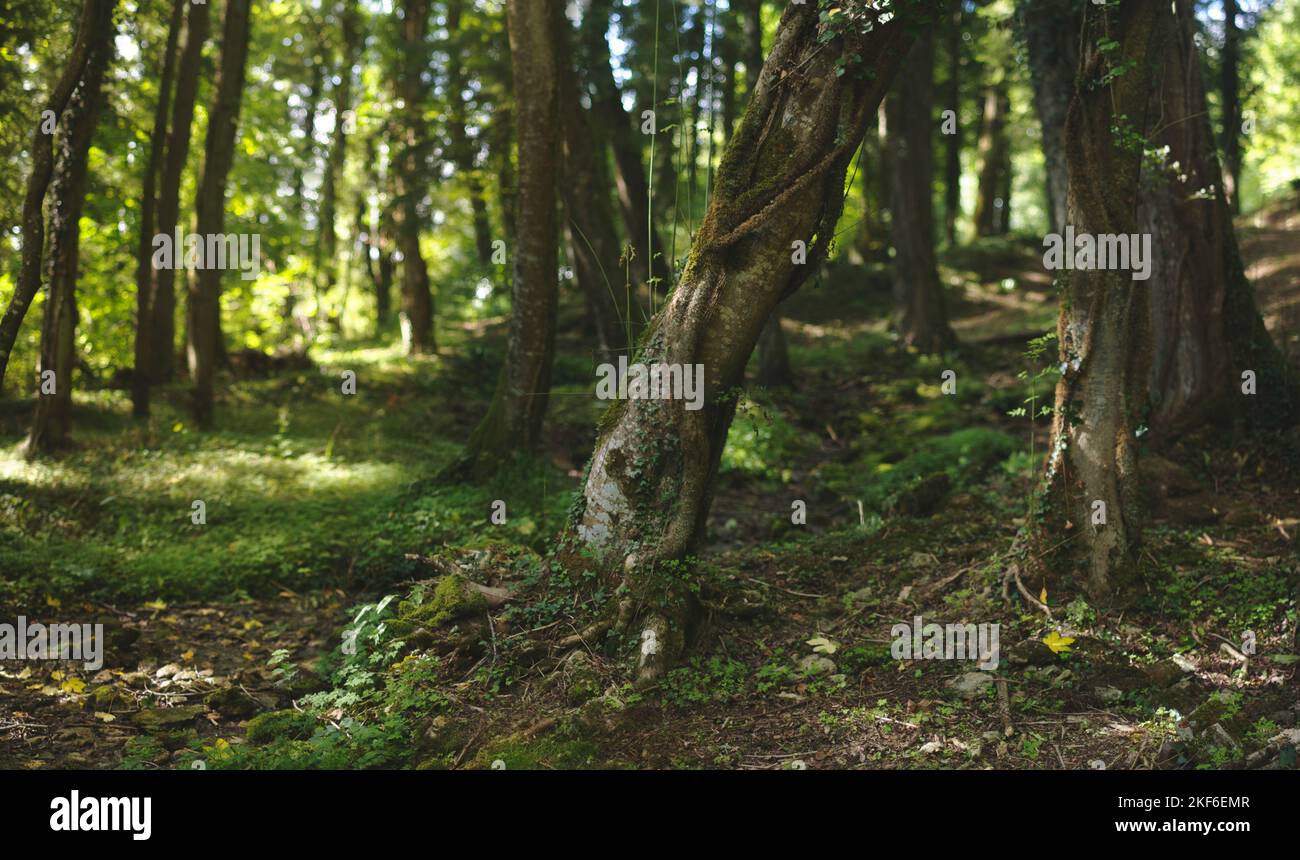 A forest in France Stock Photo - Alamy