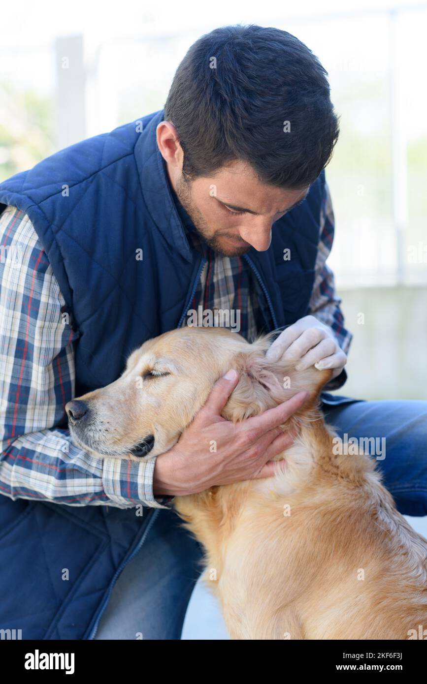 Checking dog ear hi-res stock photography and images - Alamy