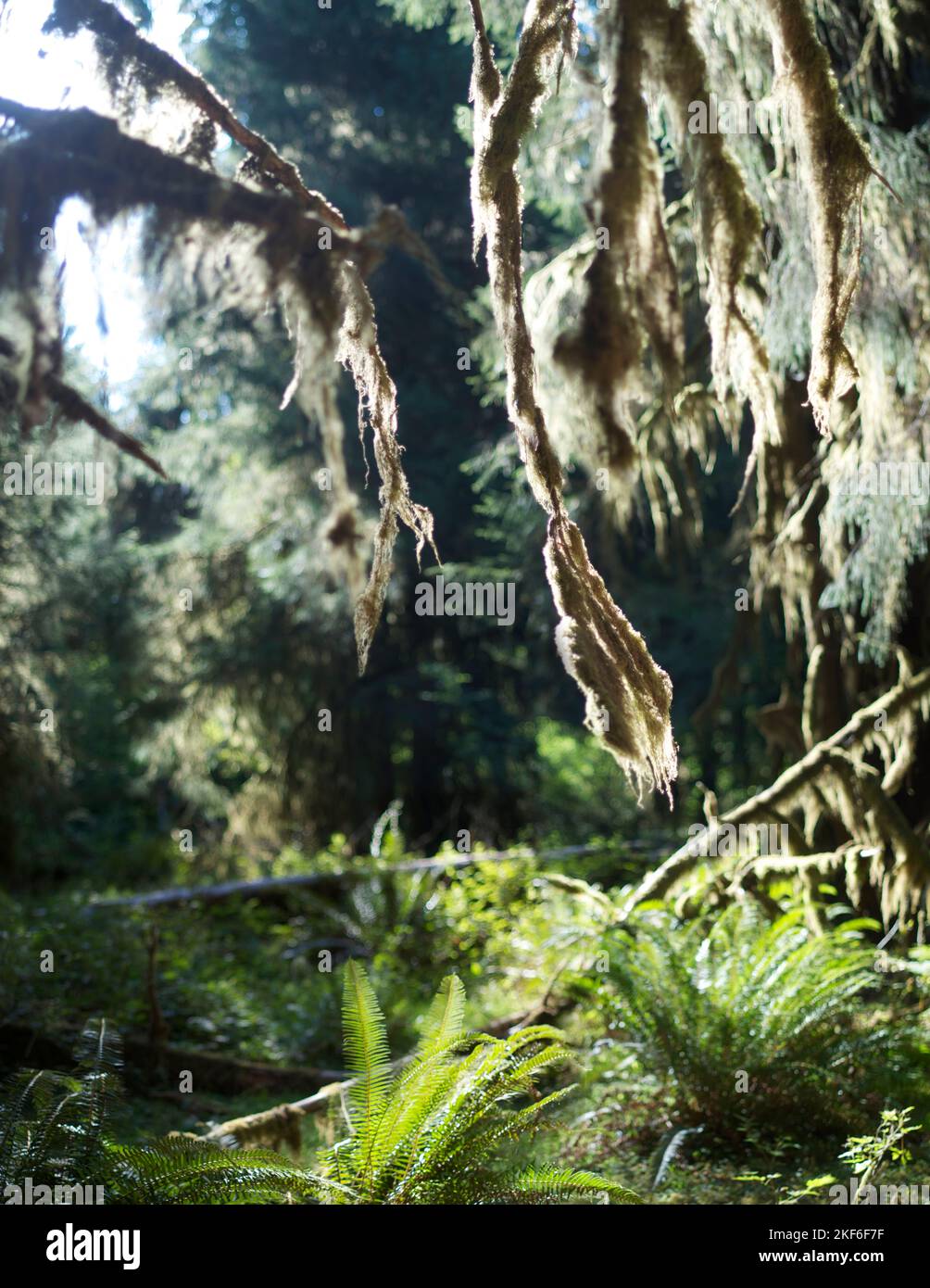Moss covered trees in a temperate rainforest in Olympic National Park ...