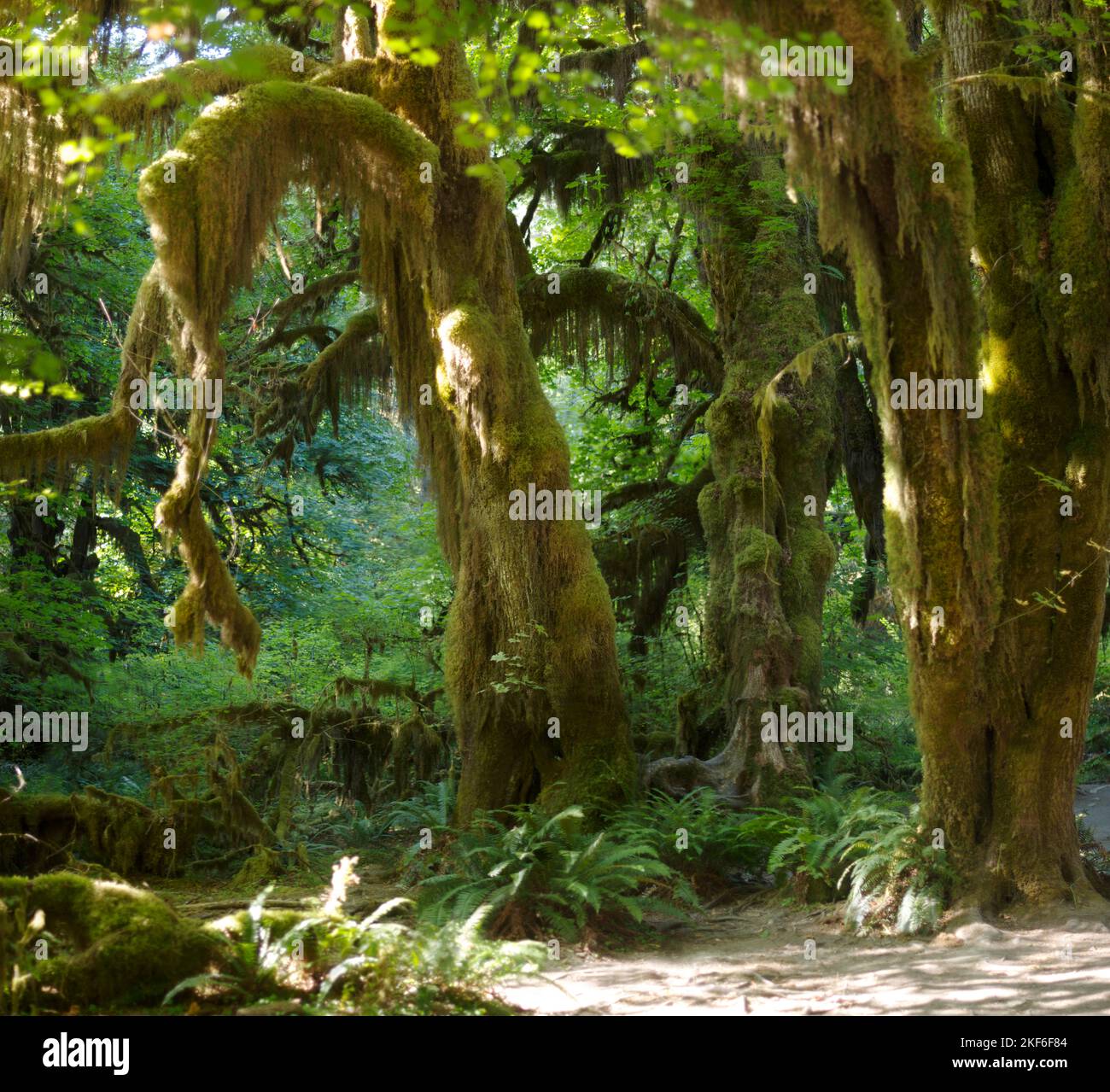 Moss covered trees in a temperate rainforest in Olympic National Park ...