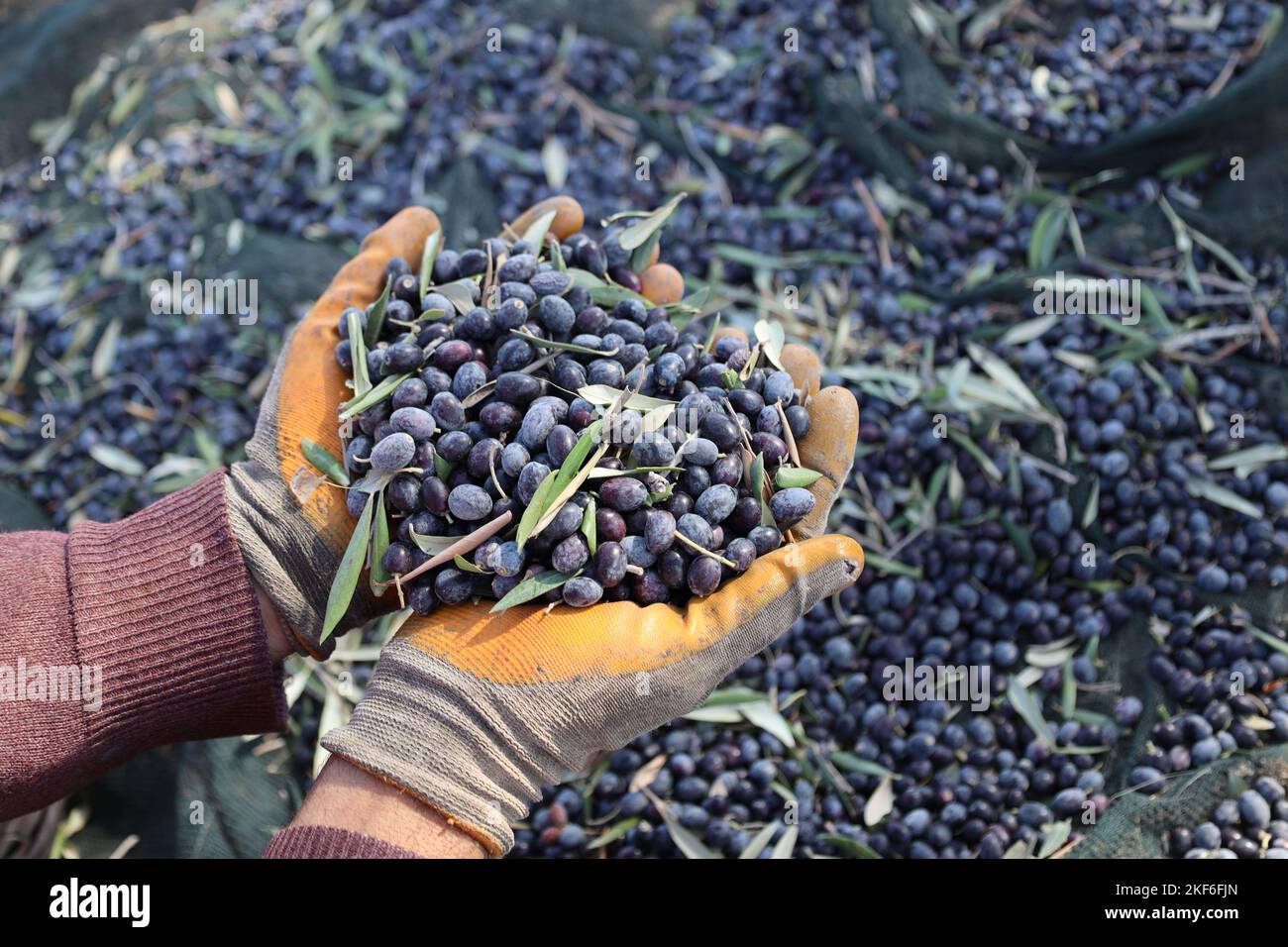 Salem Lega, a farmer shows his handful of olives that he picked using ...