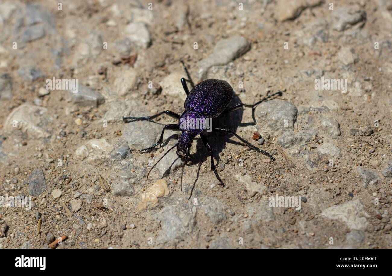Carabus scabrosus caucasicus, common name huge violet ground beetle ...