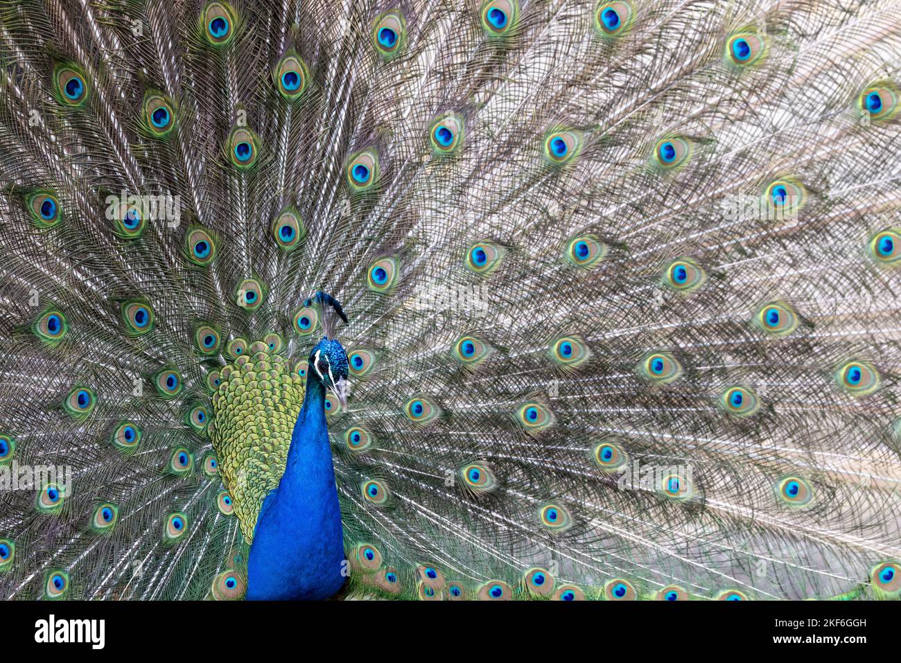 Closeup Image of a peacock dancing with its open feathers Stock Photo ...