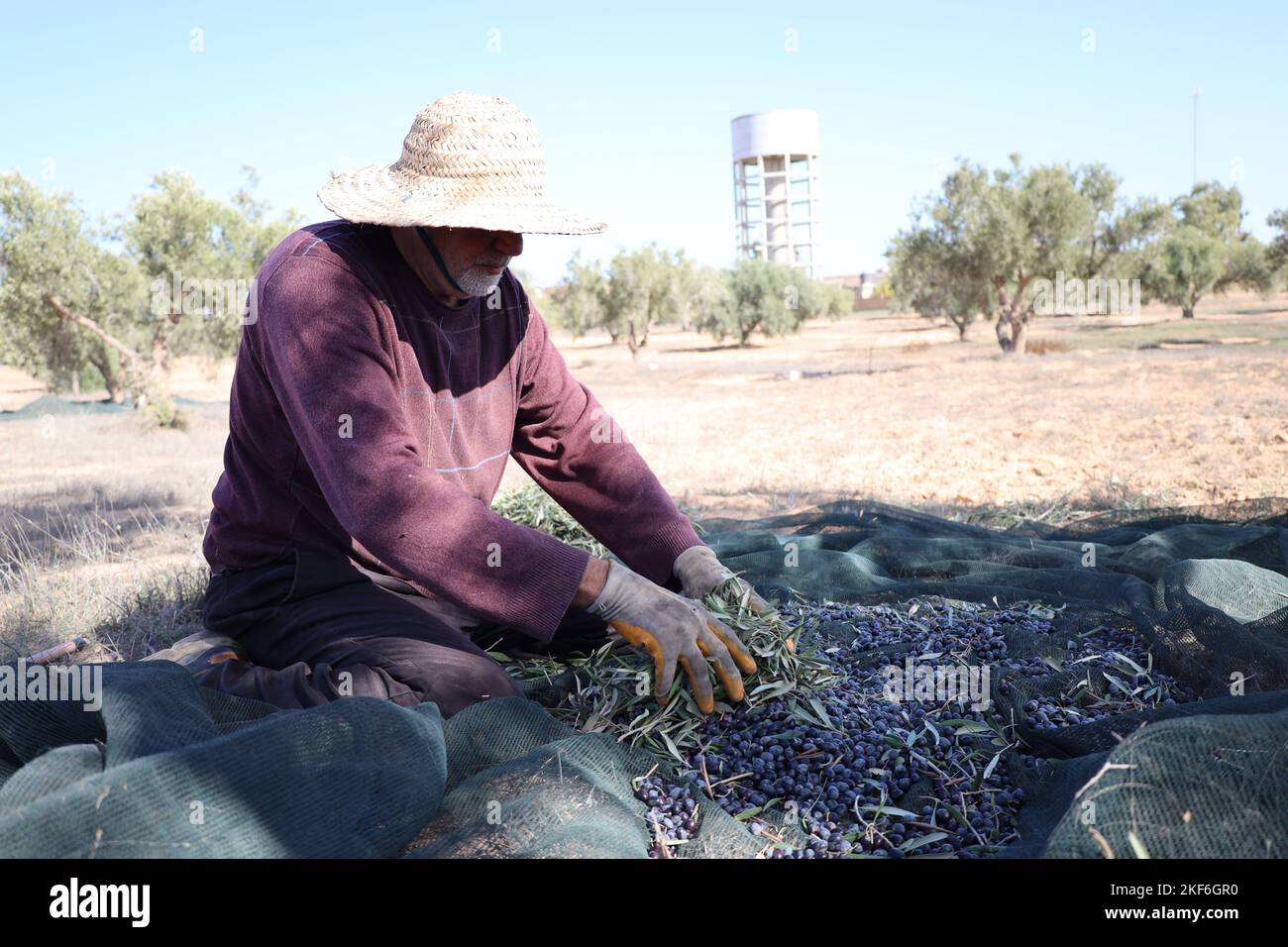 Misrata, Libya. 16th Nov, 2022. Salem Lega, a farmer picks olives. The ...