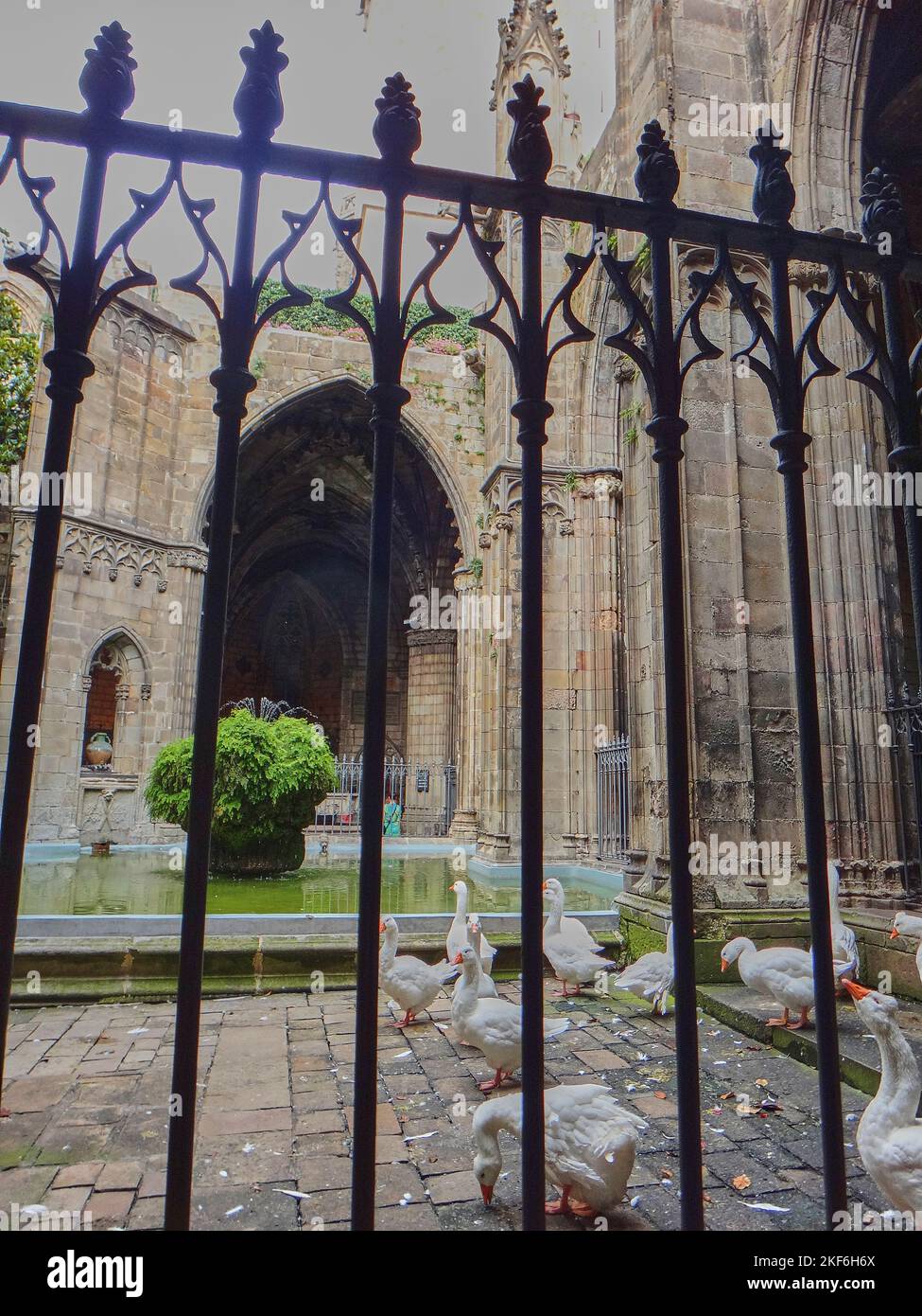 Barcelona, Spain - 06 15 2014: Geese living inside the cathedral of ...
