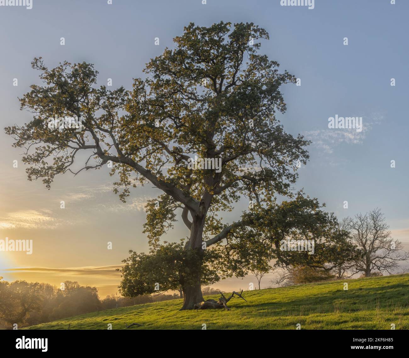 English Oak Tree Stock Photo - Alamy