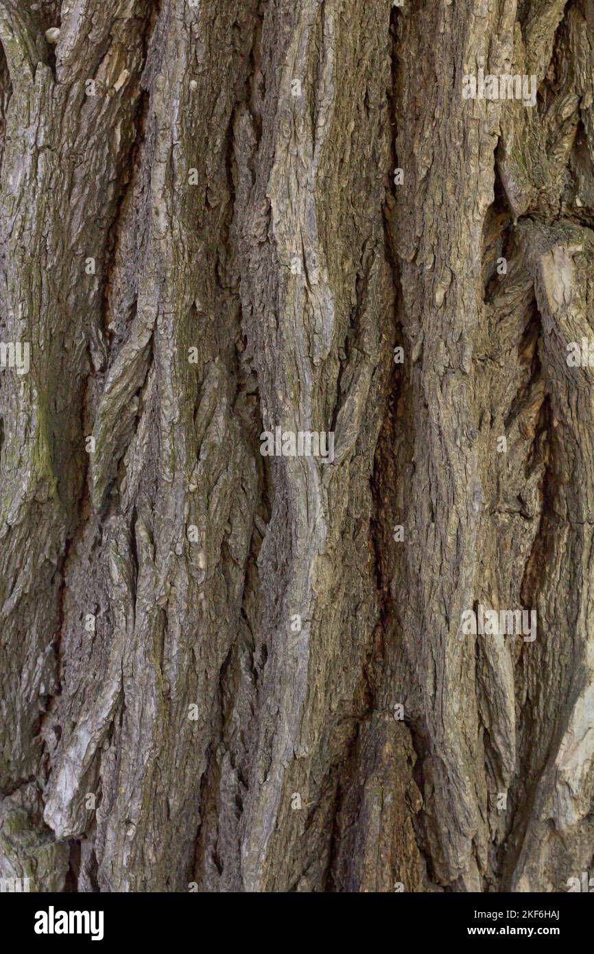 Texture of acacia bark. Tree bark background. texture background for ...