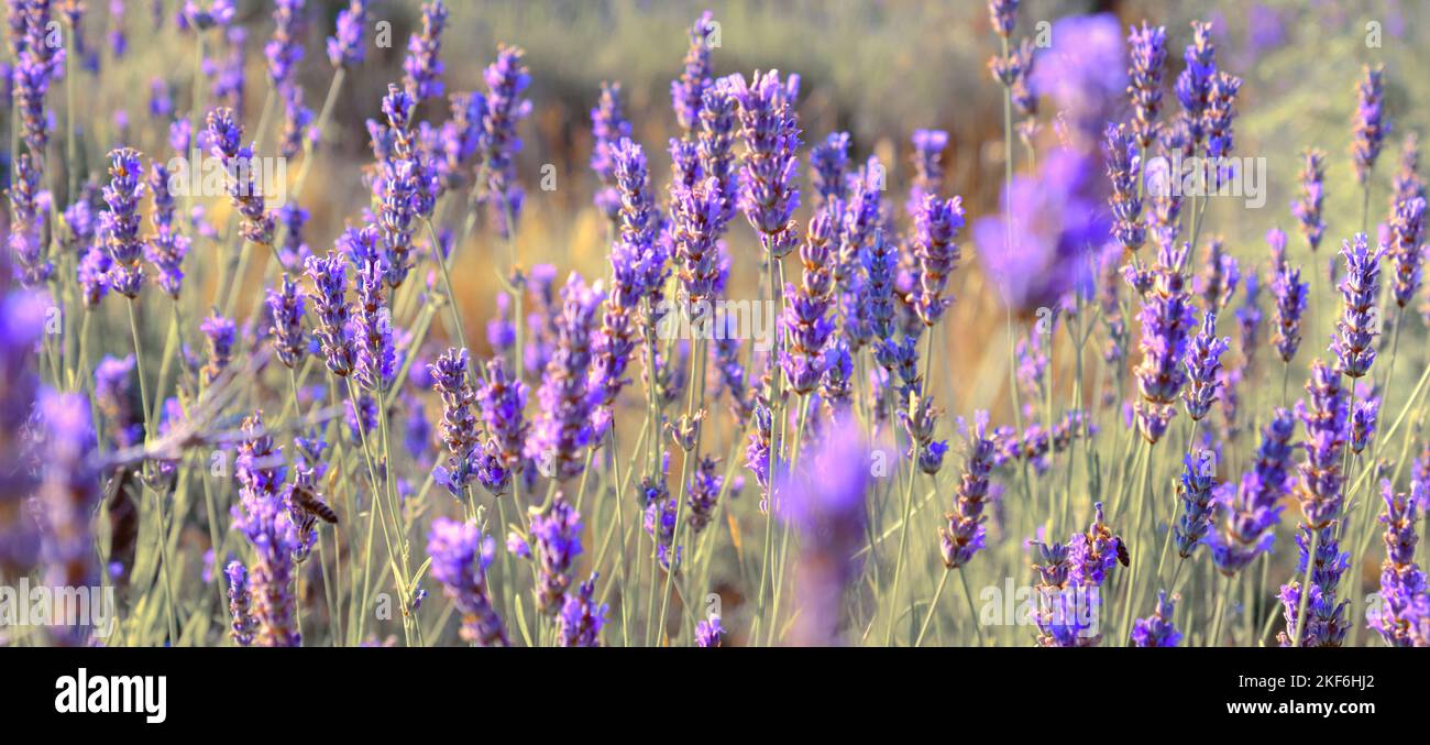 Close-up on mountain lavender on Hvar island in Croatia. Lavender oil ...