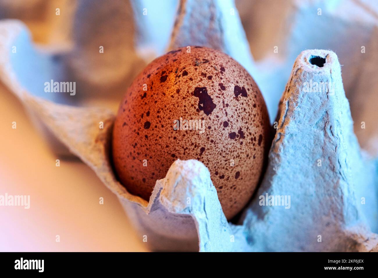 Speckled Egg Texture